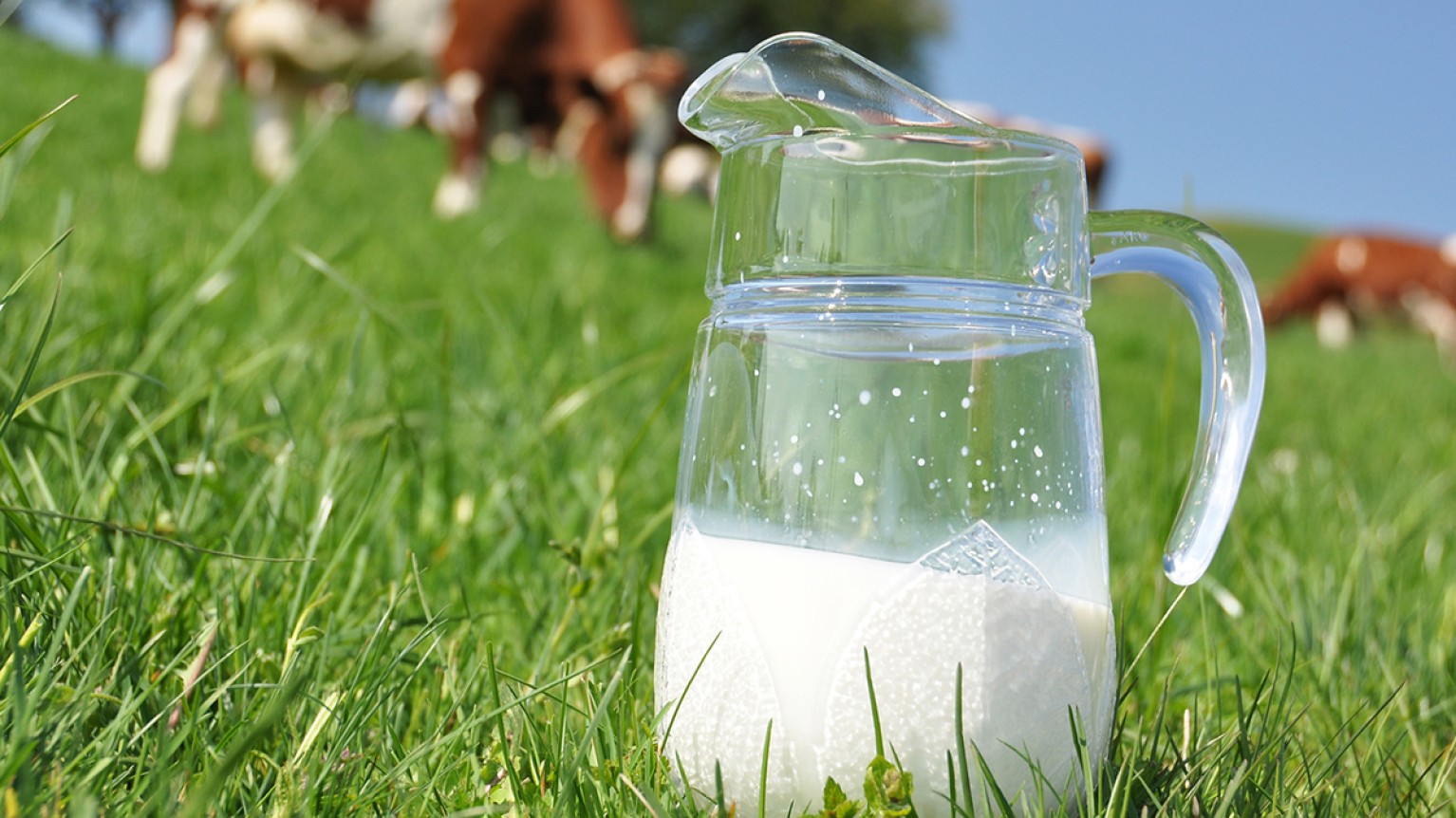 Branchenkommunikation Milch startet | Bayerischer Bauernverband