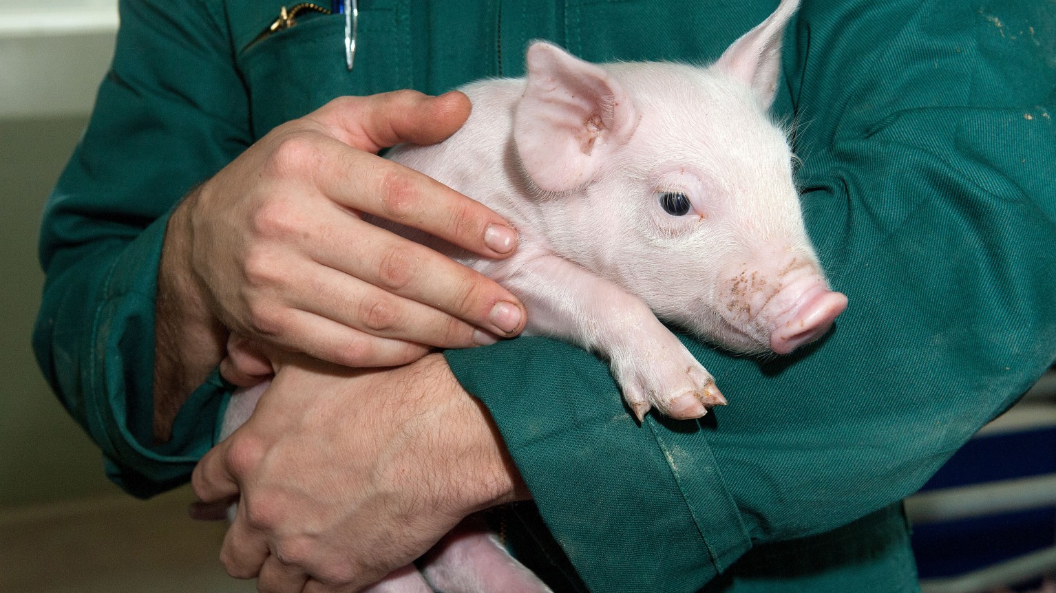 Ferkelkastration: Fachleute unterstützen örtliche Betäubung durch den ...