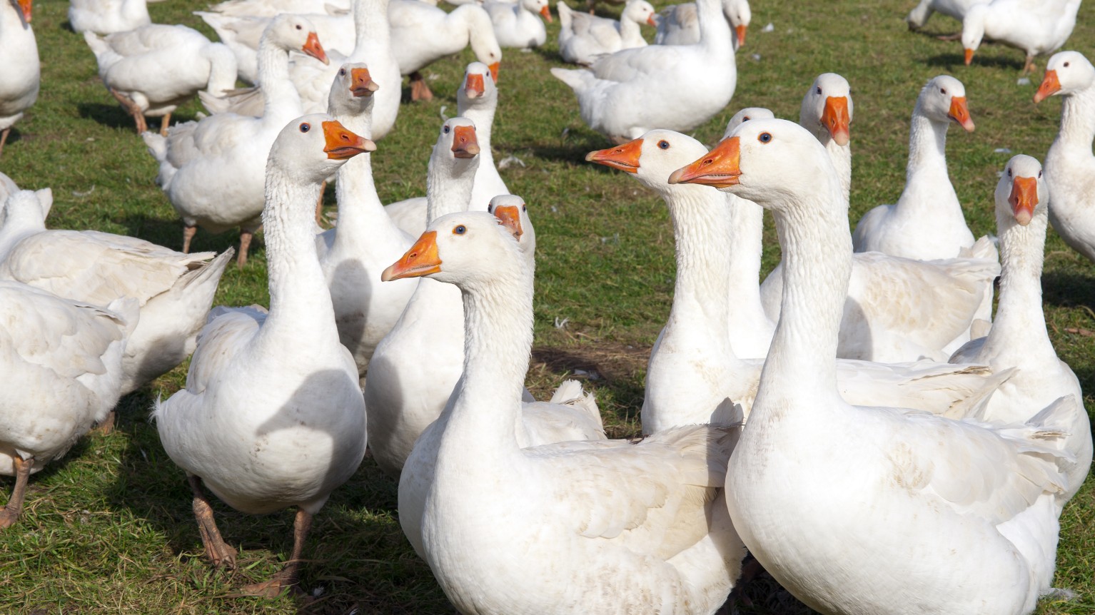 Gans regionaler Genuss | Bayerischer Bauernverband